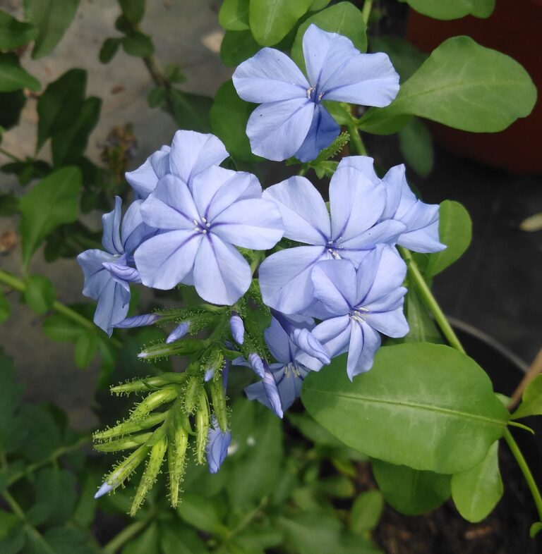 Dentelaire du Cap ( Plumbago capensis) - Sylvestre Cactus Plante Grasse